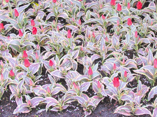 Tulips: Tips from our Zone 3 Garden – Edmonton Horticultural Society