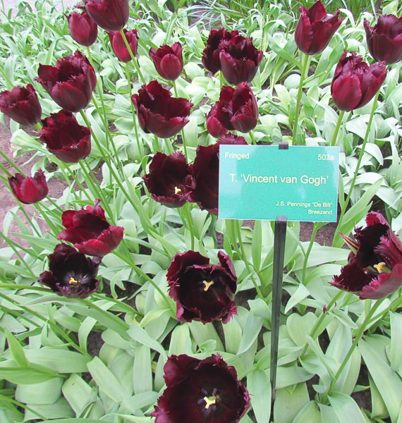 Tulips: Tips from our Zone 3 Garden – Edmonton Horticultural Society