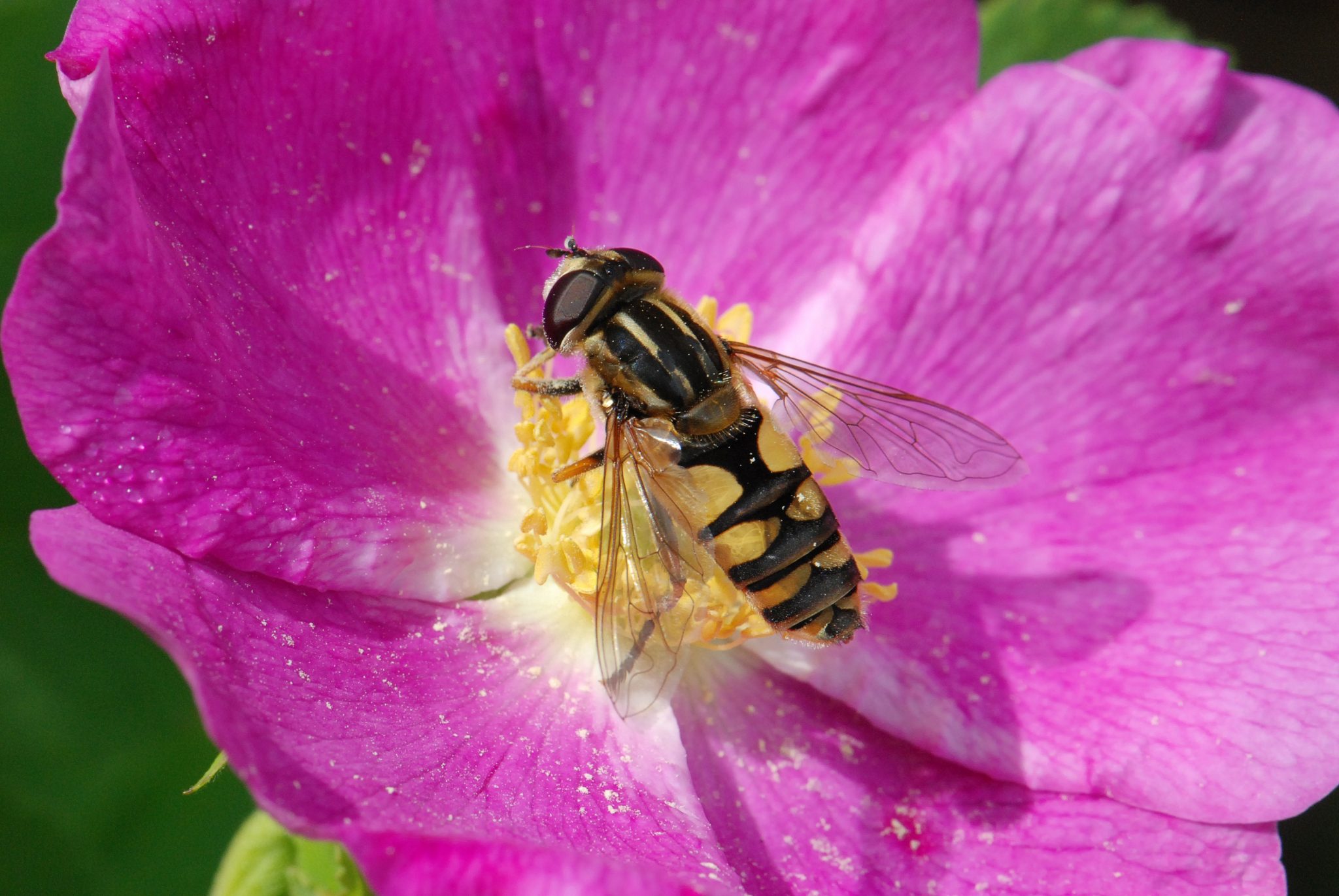 Sun Fly - Edmonton Horticultural Society